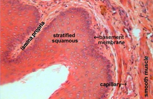 Lamina Propria Basement Membrane How Do Alternative Protein Resources