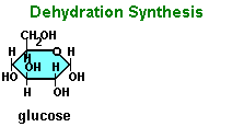 Dehydration Synthesis