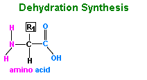 Dehydration Synthesis Animation