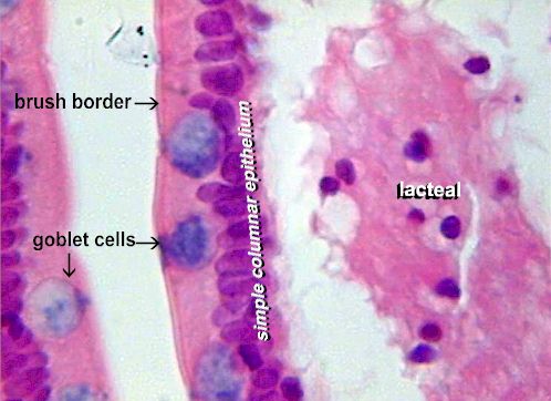 Microscopic Duodenum Villi